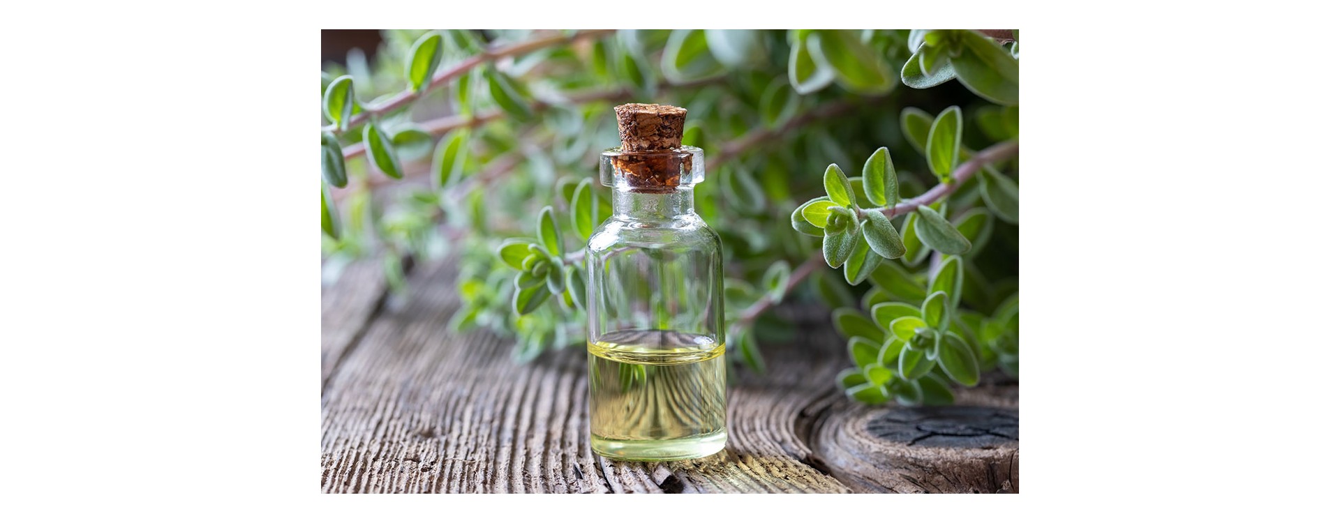 L'huile essentielle de marjolaine : les bienfaits