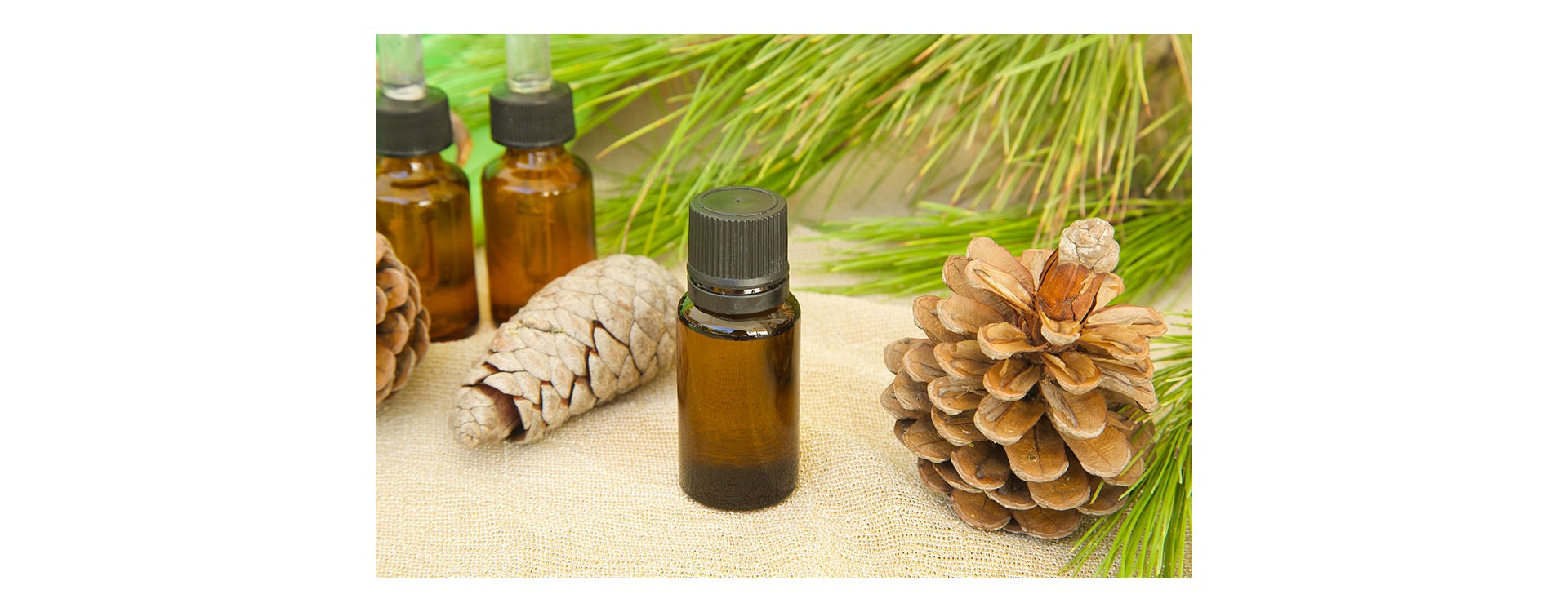 L'huile essentielle de pin sylvestre et ses bienfaits